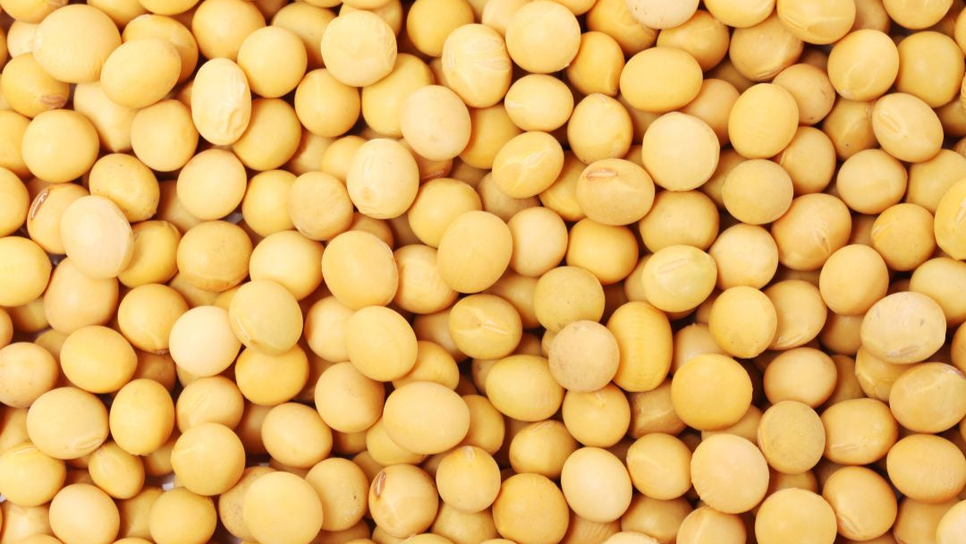 mixsoon Bean Sunscreen 50ml